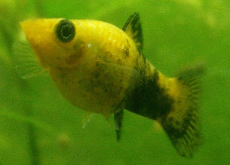 Gold Mollys | Poecilia sphenops | Alle Infos und Details