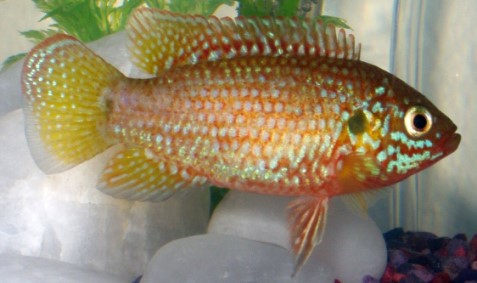 Roter Buntbarsch (Hemichromis bimaculatus) | Infos, Haltung und Zucht