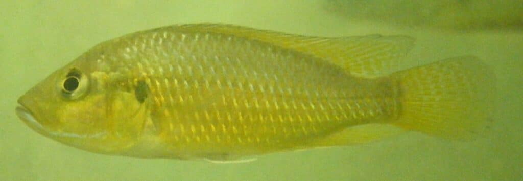 Kupfermaulbrüter - Pseudocrenilabrus philander dispersus