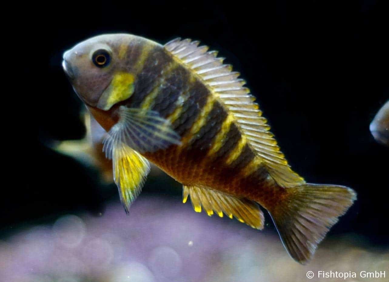 Tropheus Buntbarsche | Duboisi und moorie | Haltung, Arten und Zucht