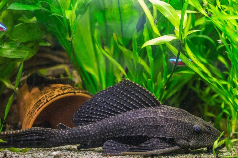 240 Liter Aquarium | Leitfaden und Besatzbeispiele