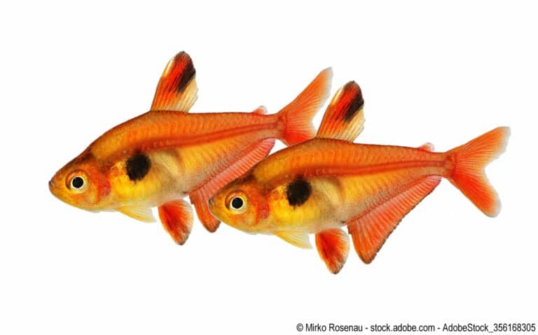 Roter Phantomsalmler im Aquarium | Alle Infos und Details