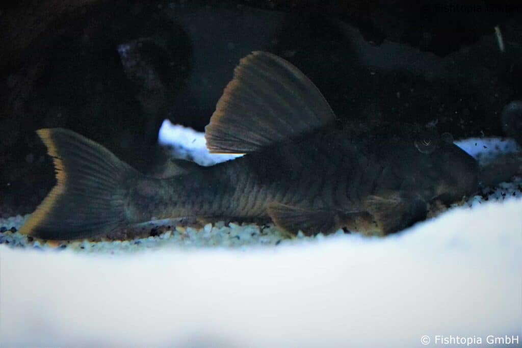 Schleierschwanz | Alle Infos und Details