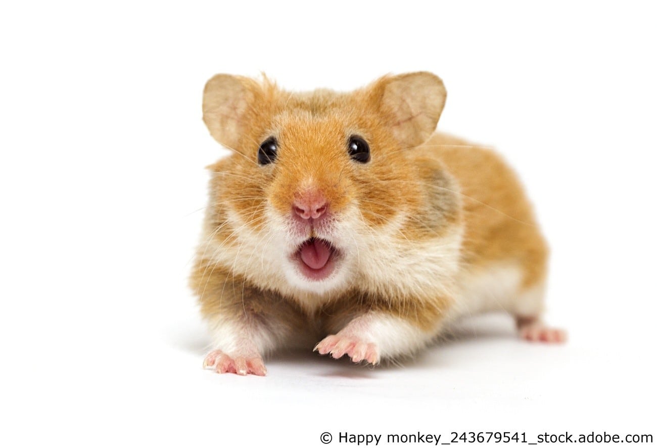 Goldhamster im Porträt | Alle Infos und Details