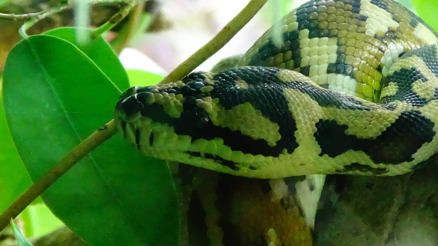 Teppichpython | Alle Infos und Details